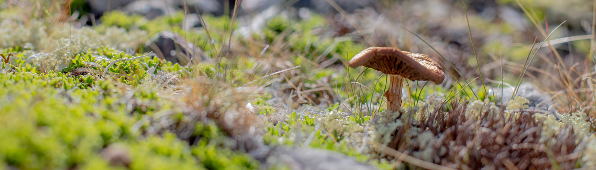 Pathway 1 - Alpine Climate 2050
